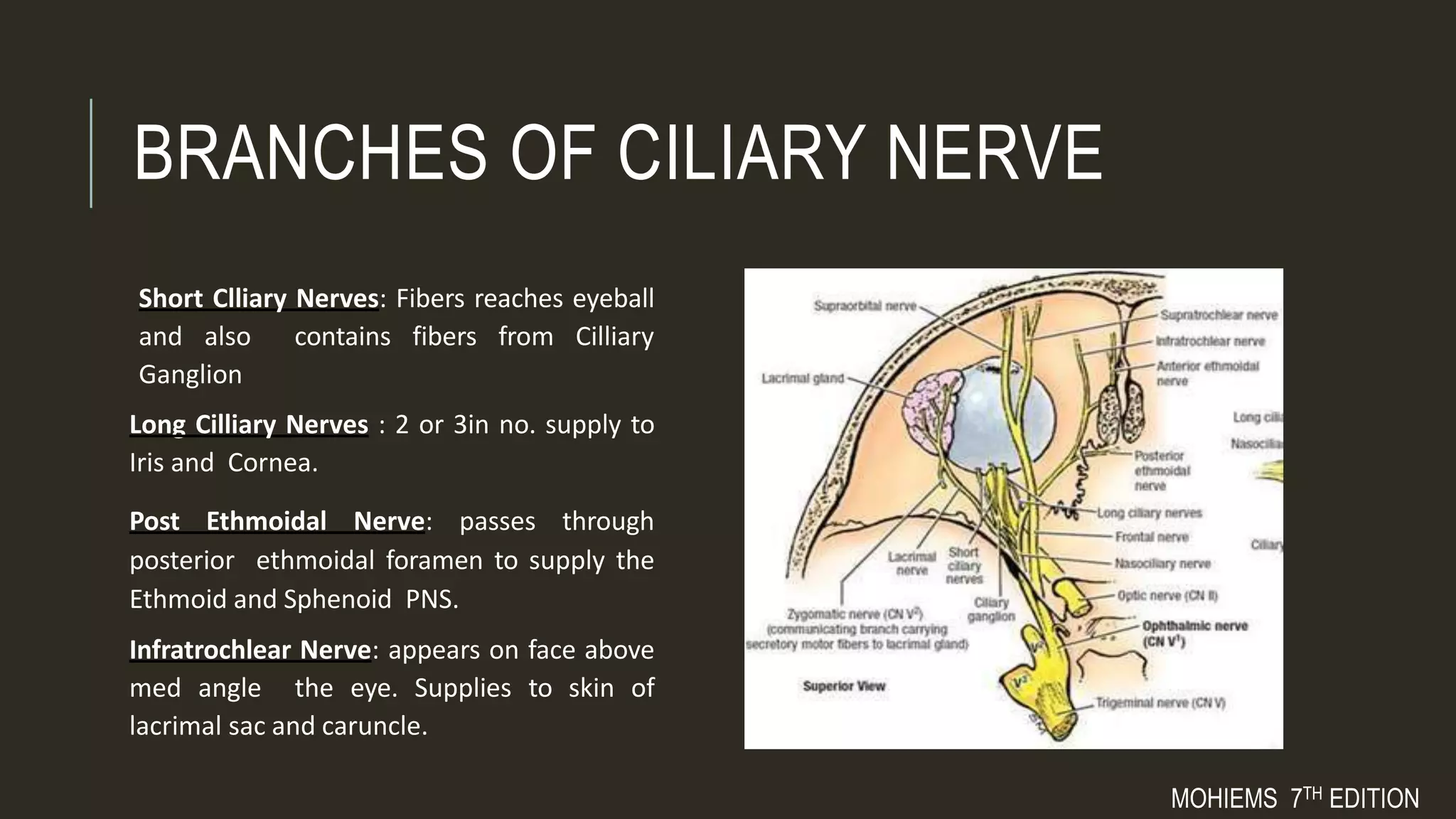 The trigeminal nerve | PPTX