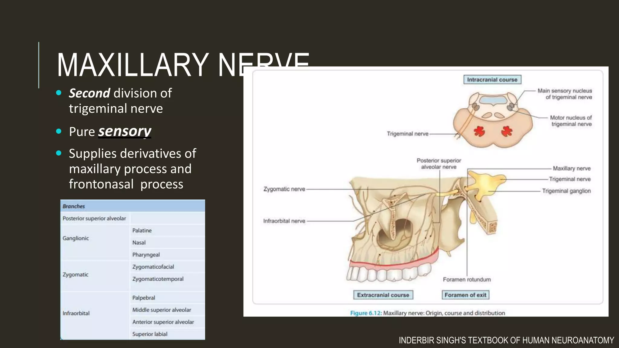 The trigeminal nerve | PPTX