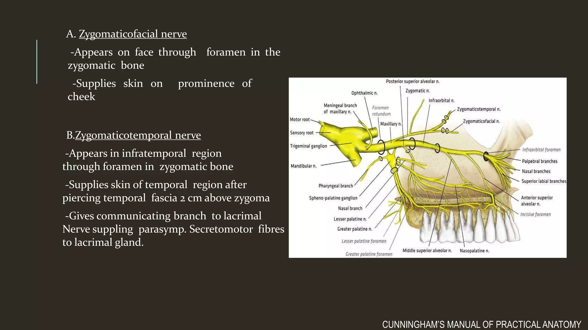 The trigeminal nerve | PPTX