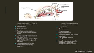 The trigeminal nerve | PPT