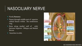 The trigeminal nerve | PPT
