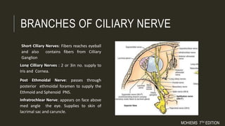 The trigeminal nerve | PPT