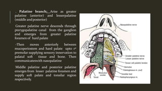 The trigeminal nerve | PPT