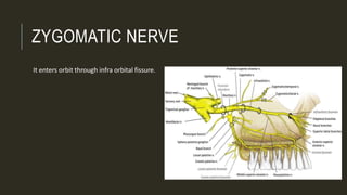 The trigeminal nerve | PPT