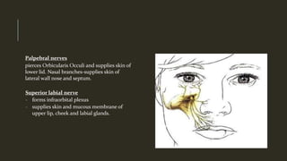 The trigeminal nerve | PPT