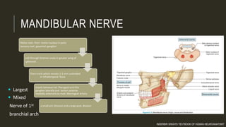 The trigeminal nerve | PPT