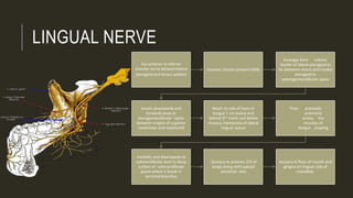 The trigeminal nerve | PPT