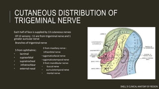 The trigeminal nerve | PPT