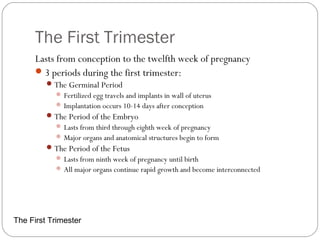 The Trimester Pregnancy | PPT