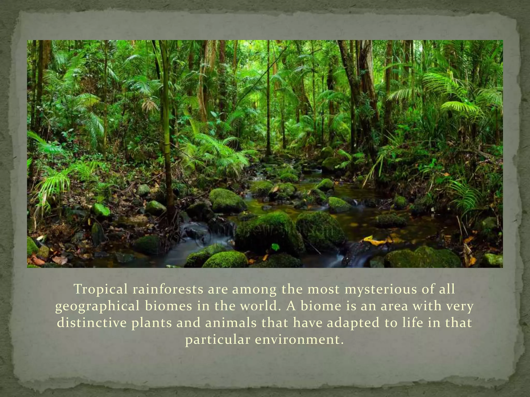 The tropical rainforest | PPTX