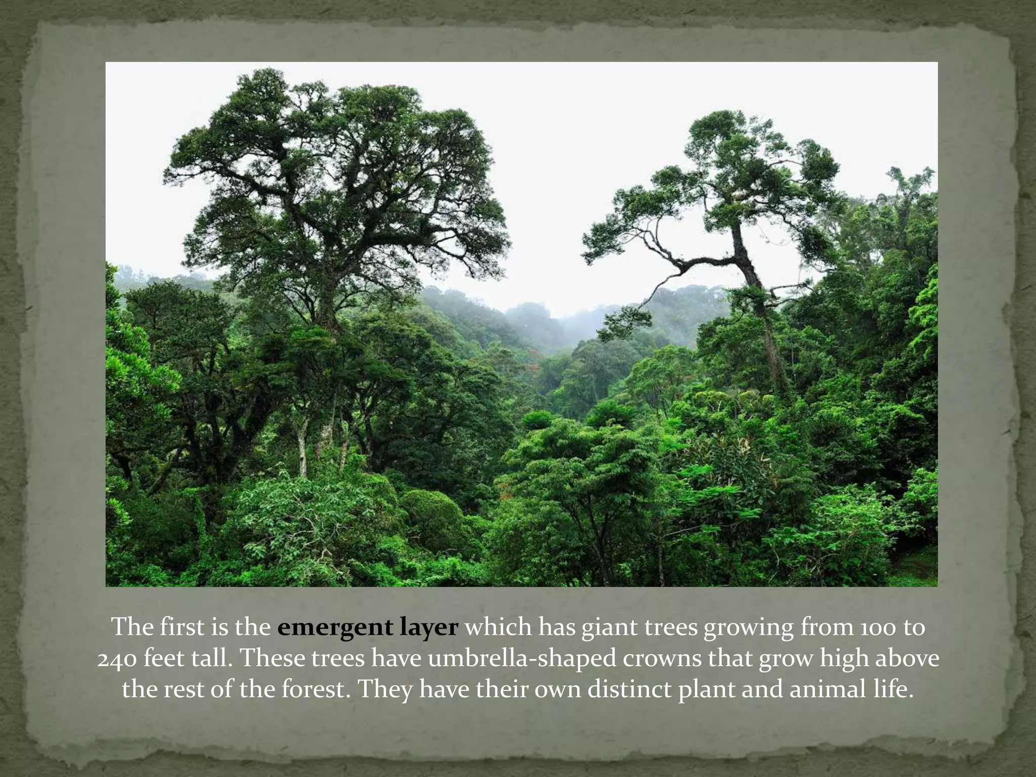 The tropical rainforest | PPT