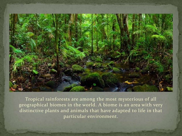The tropical rainforest | PPTX | Geography | Science