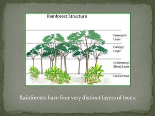 The tropical rainforest | PPTX