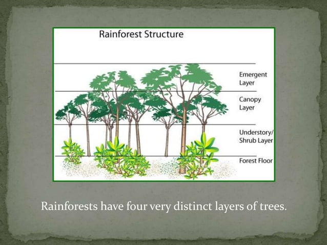 The tropical rainforest | PPTX | Geography | Science