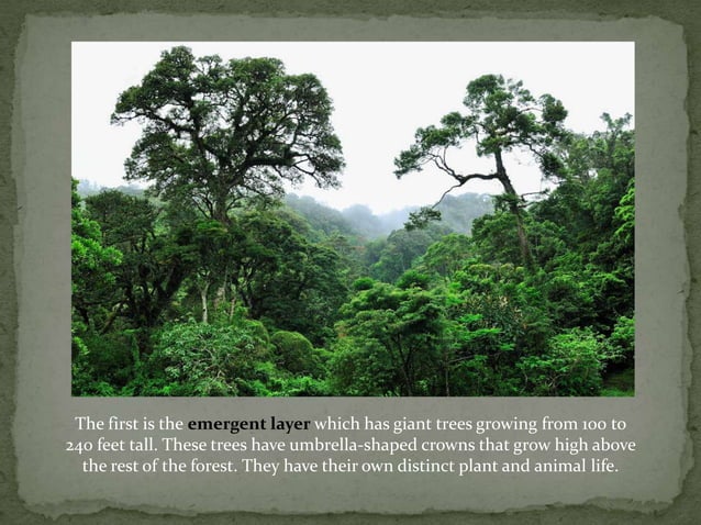 The tropical rainforest | PPTX | Geography | Science