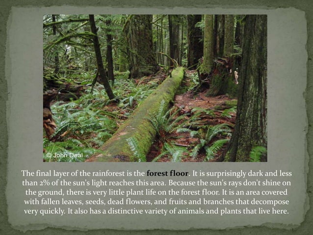 The tropical rainforest | PPTX | Geography | Science