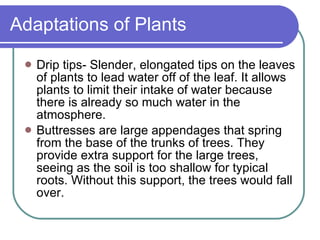 The Tropical Rainforest 2 | PPT