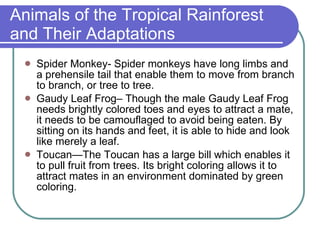 The Tropical Rainforest 2 | PPT
