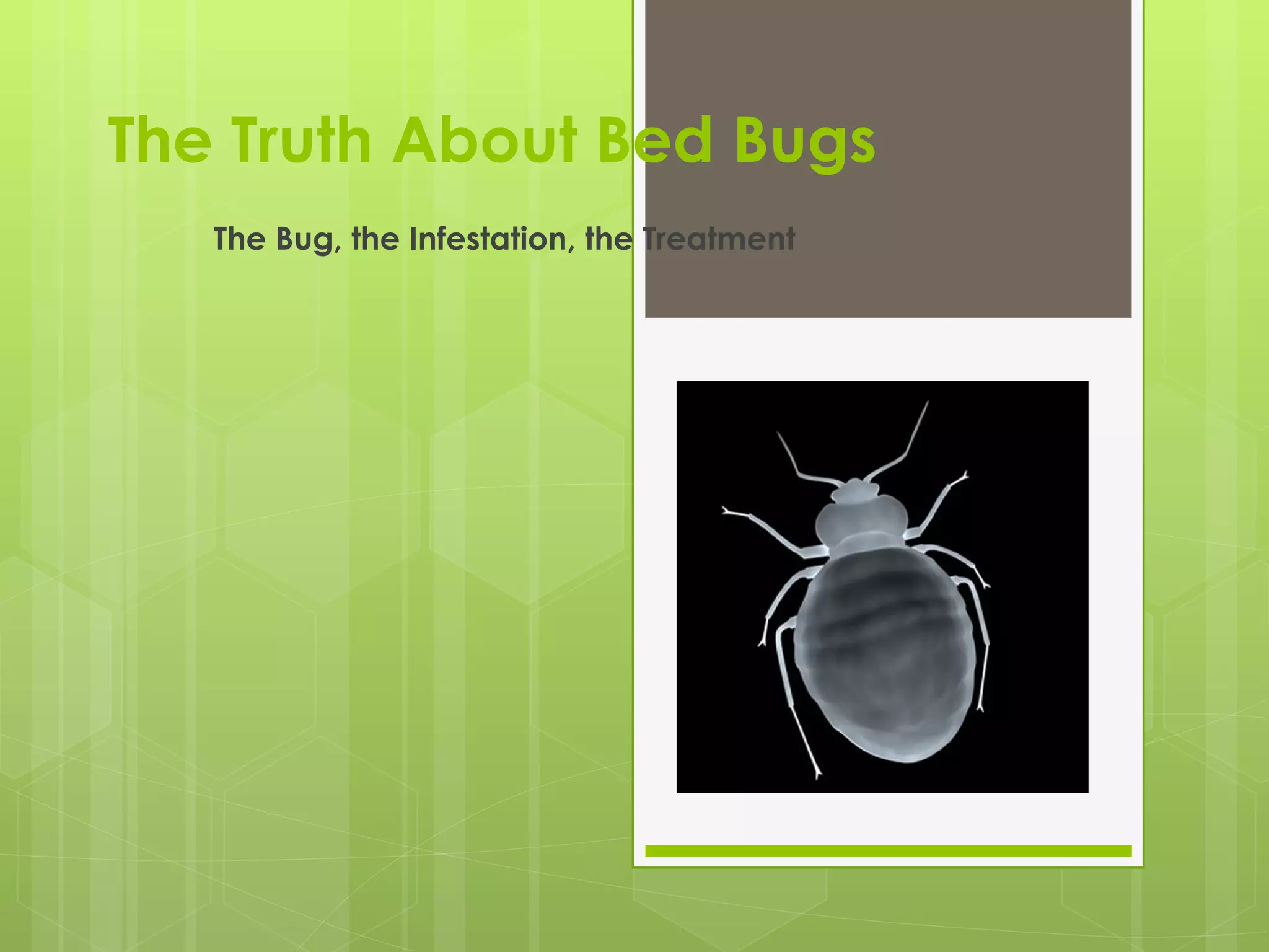 The truth about bed bugs | PPT