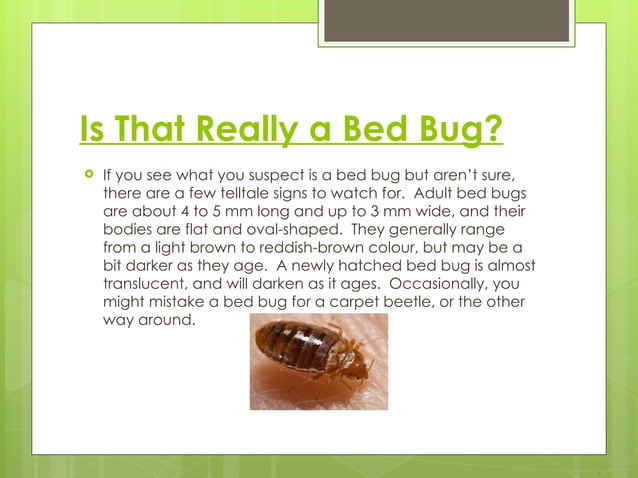 The truth about bed bugs | PPT