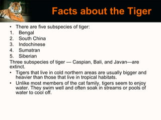 Extinction of tigers - India | PPTX