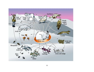 Simple Arctic Tundra Food Web
