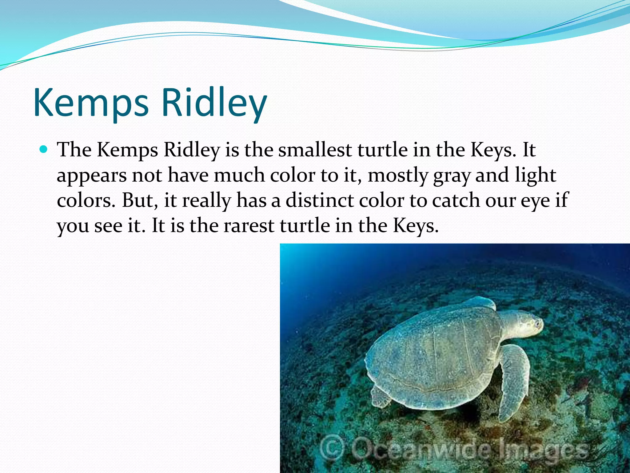 The Turtle Hospital Power Point | PPTX