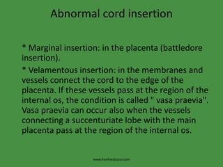 The umbilical cord | PPTX