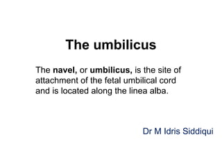presentatrion about umbilicus development | PPT