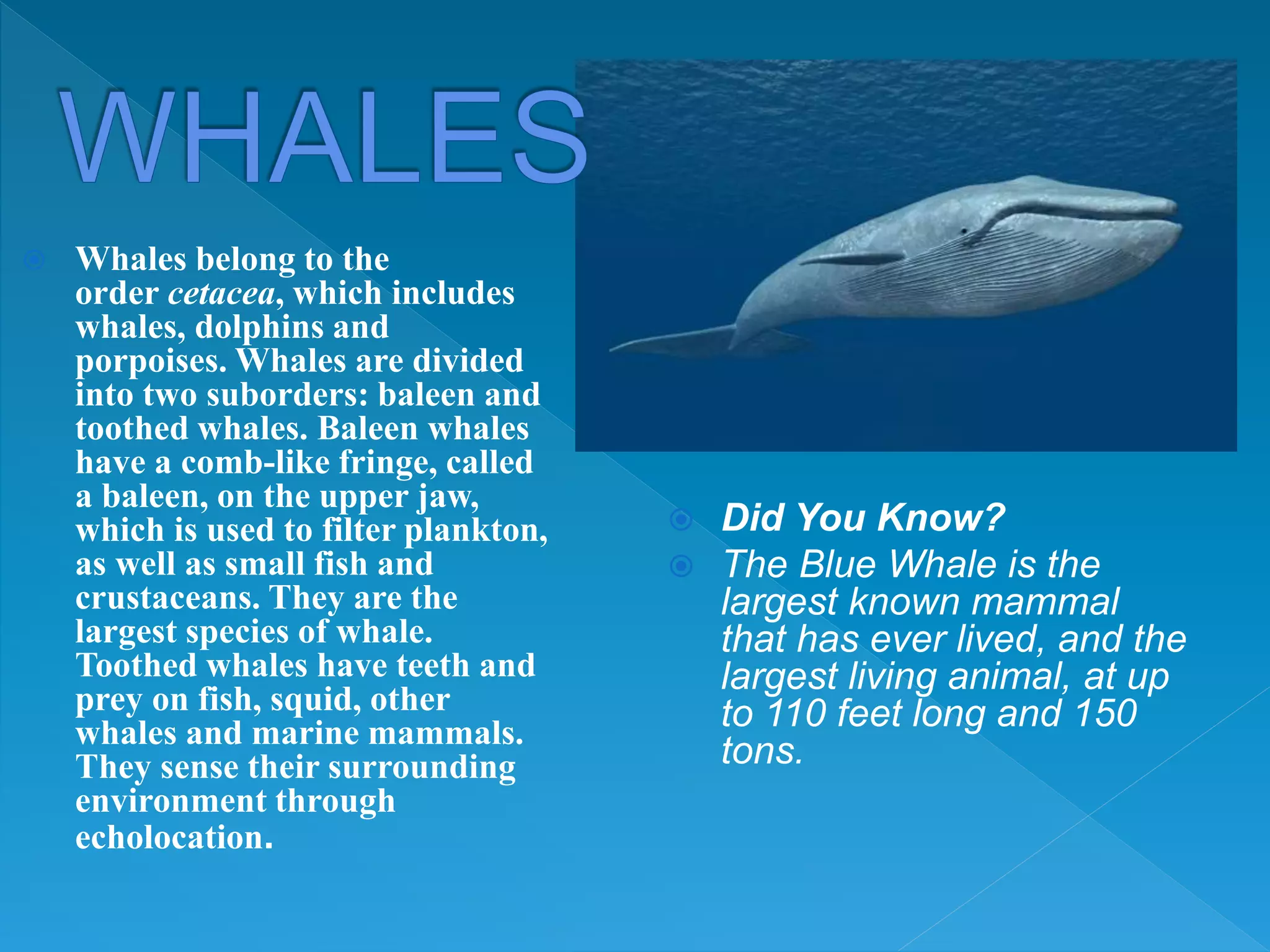 The Underwater World | PPTX
