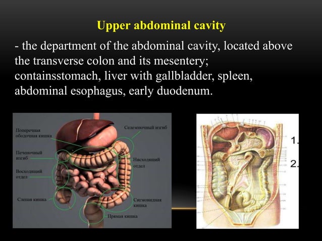 THE UPPER FLOOR OF ABDOMINAL CAVITY.pptx