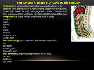 THE UPPER FLOOR OF ABDOMINAL CAVITY.pptx