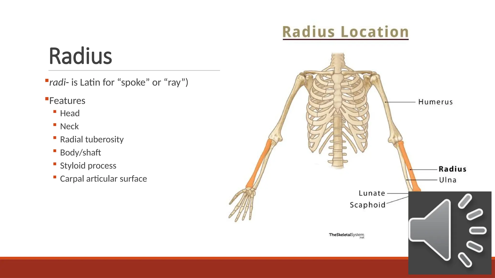 The Gross Anatomy of the Upper Extremities Part 1 | PPTX