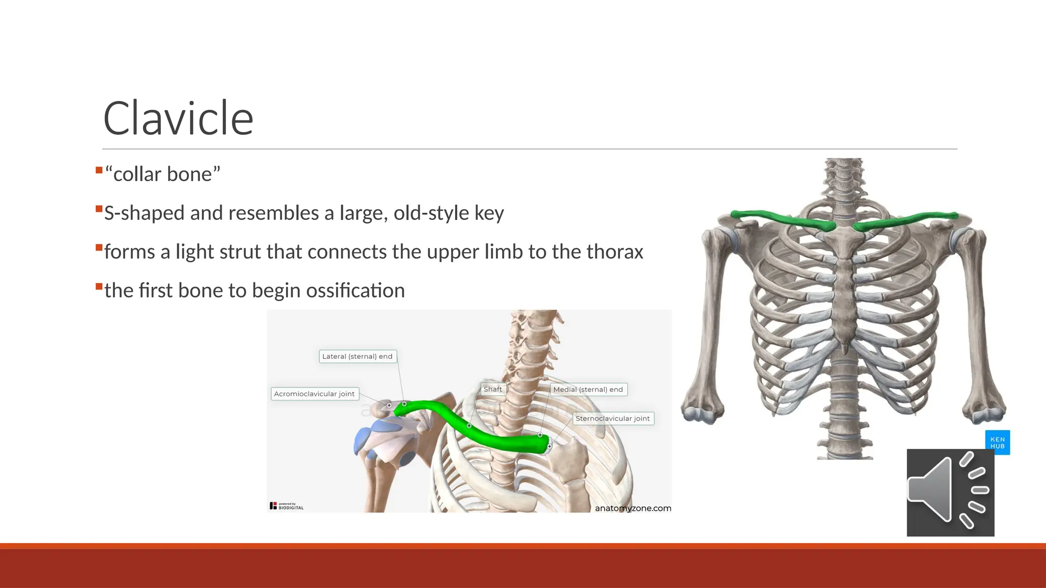 The Gross Anatomy of the Upper Extremities Part 1 | PPTX