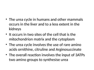 THE UREA CYCLE lecture outline sem.pptx