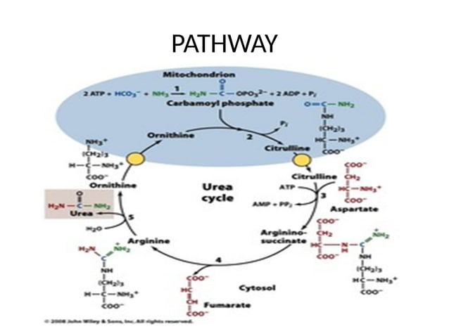 THE UREA CYCLE lecture outline sem.pptx