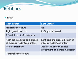 the ureter (2).pptxllllllllllllllllllllll | PPTX