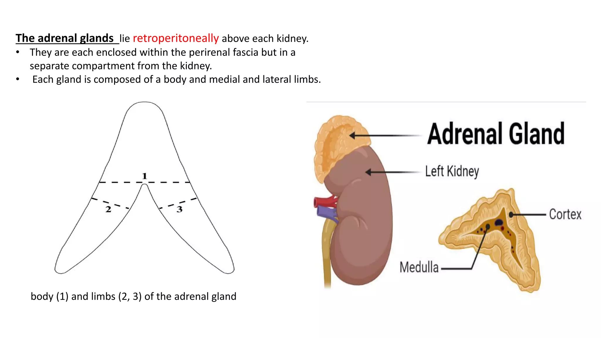 The Ureter adrenal glands and urethera.pdf | Endocrine and Metabolic ...
