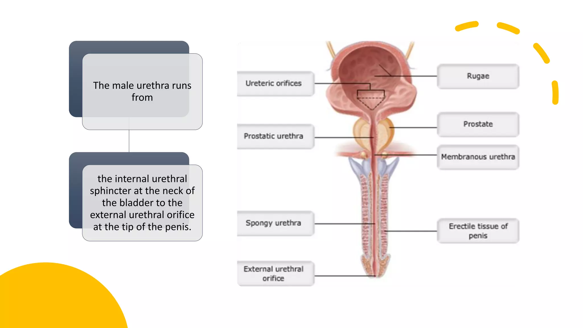 The Ureter adrenal glands and urethera.pdf | Endocrine and Metabolic ...