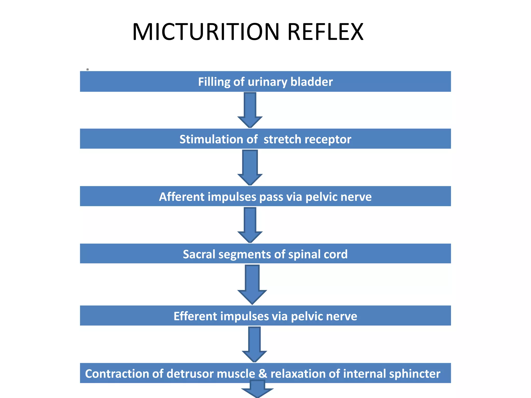 The urinary bladder | PPTX