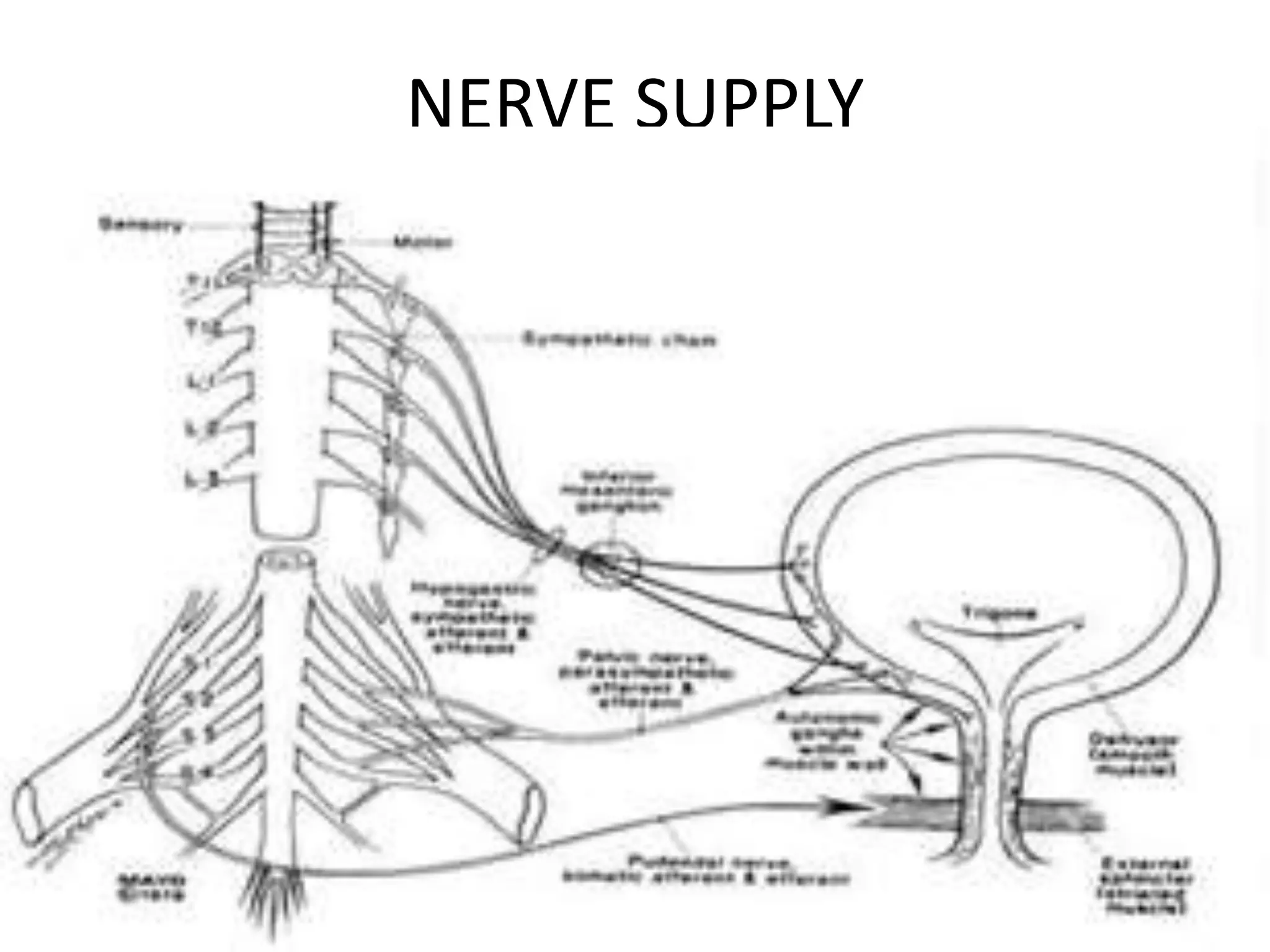 The urinary bladder | PPTX