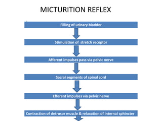 The urinary bladder | PPTX