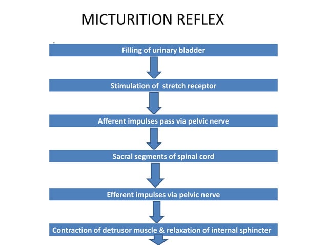 The urinary bladder | PPTX