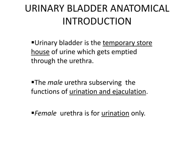 The urinary bladder | PPTX