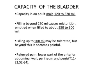 The urinary bladder | PPTX