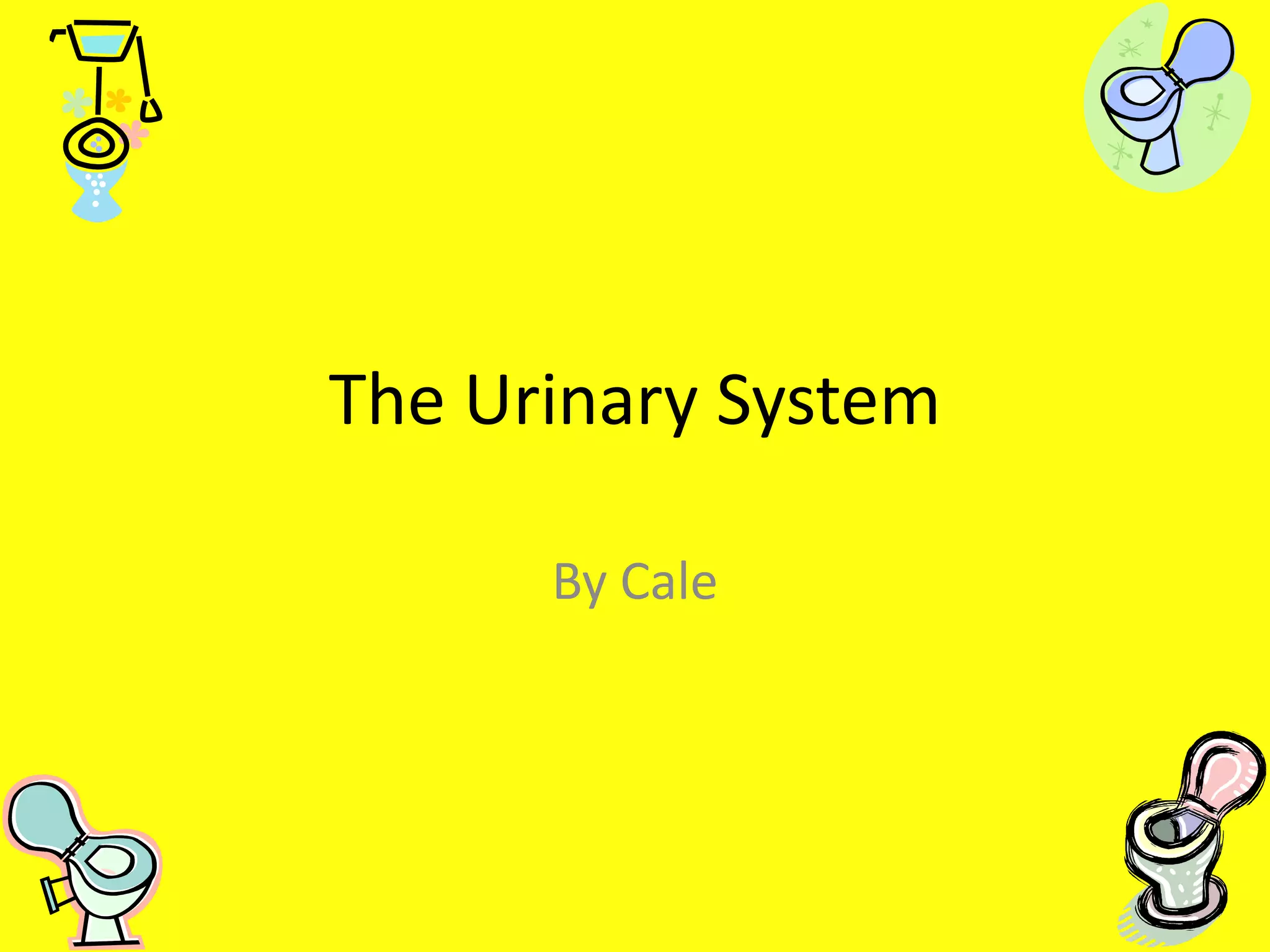 The Urinary System | PPTX