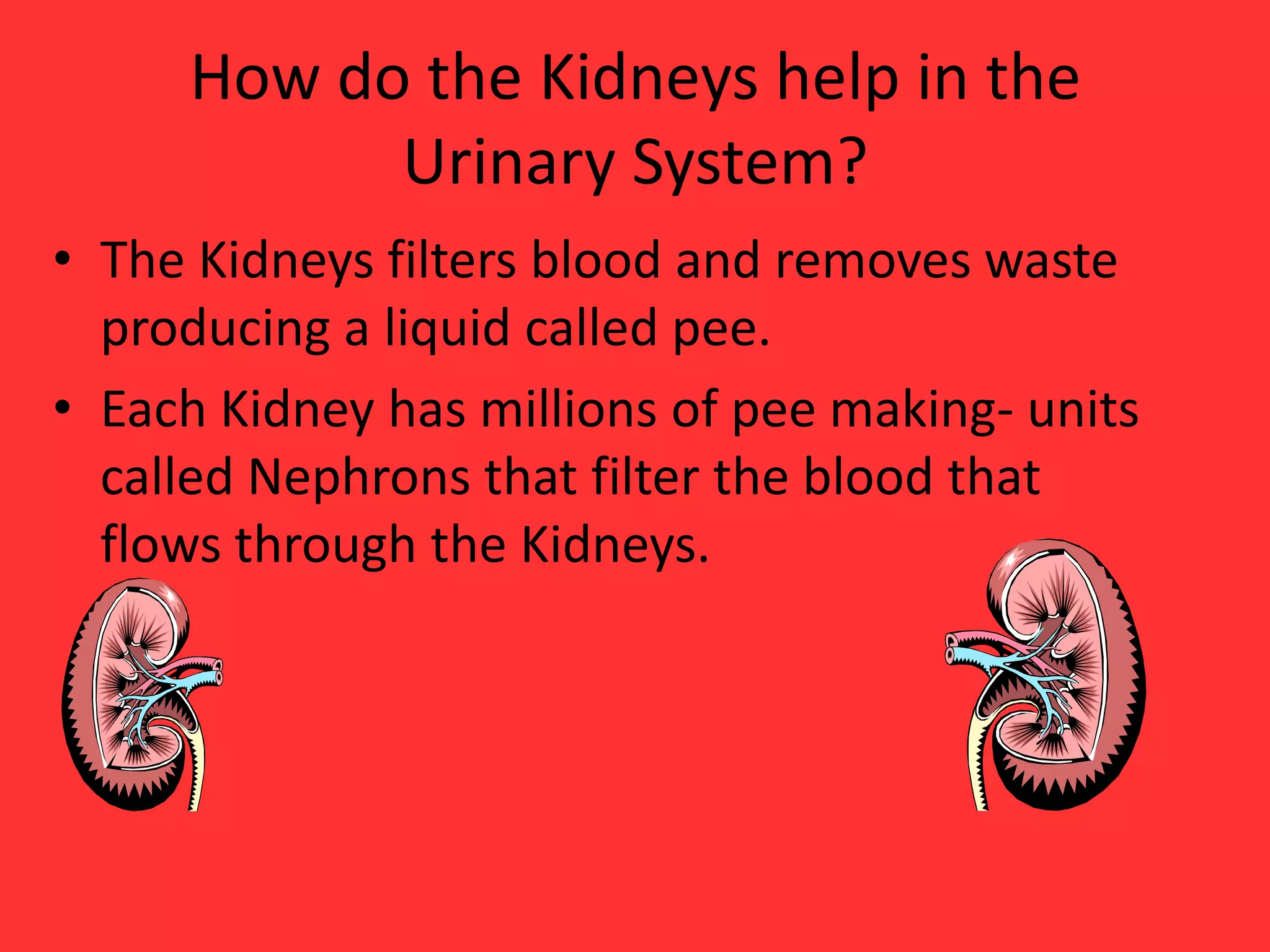 The Urinary System | PPTX