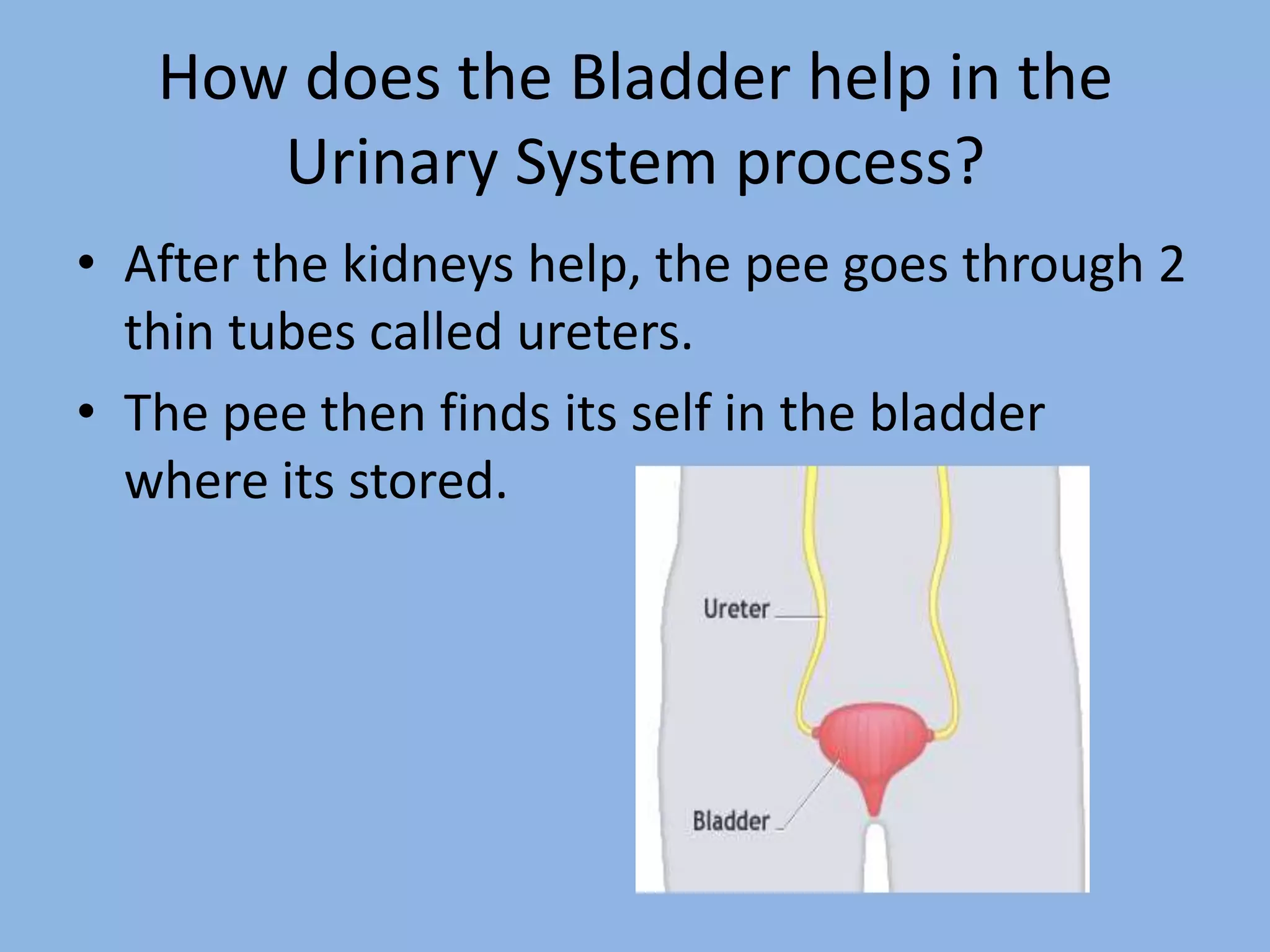 The Urinary System | PPTX