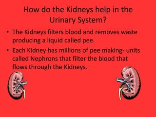 The Urinary System | PPTX