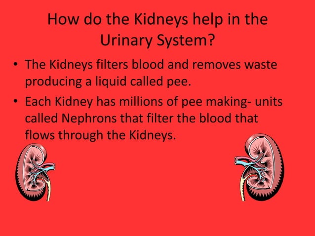 The Urinary System | PPTX